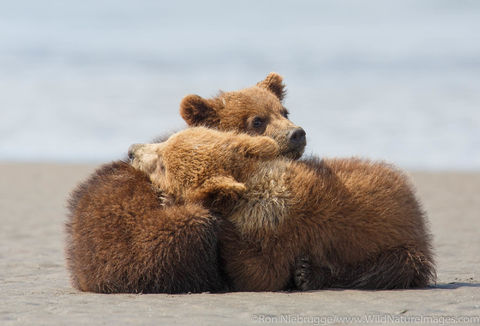 Brown Bear Cubs | Ron Niebrugge Photography