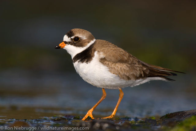 Semipalmated Plover | Ron Niebrugge Photography