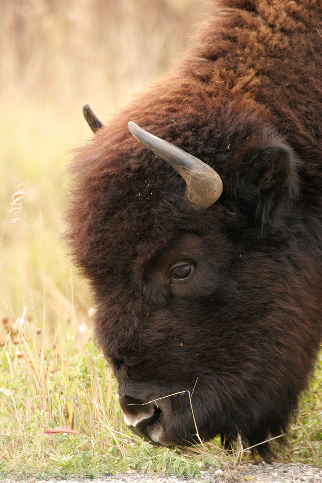 Buffalo along the Alaska Highway | Ron Niebrugge Photography