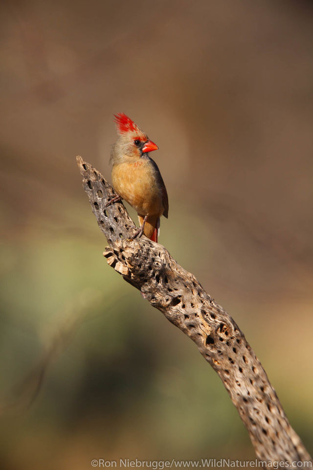 Northern Cardinal | Ron Niebrugge Photography