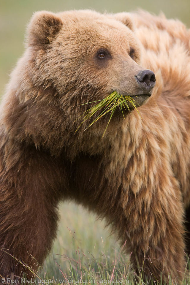 Brown Bear Cub | Ron Niebrugge Photography