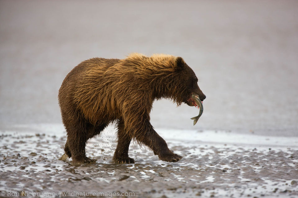 Brown Bear Cub | Ron Niebrugge Photography