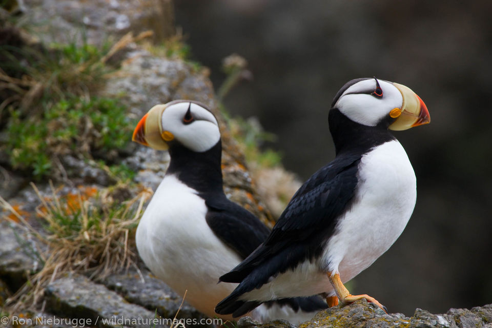 Horned Puffin | Alaska Maritime National Wildlife Refuge near Lake ...