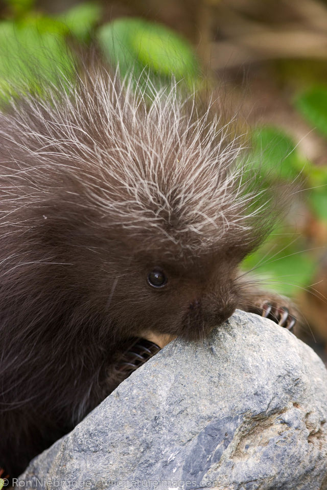 Baby Porcupine | Ron Niebrugge Photography