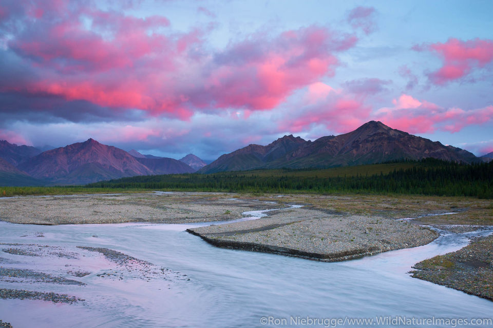 Teklanika River | Denali National Park, Alaska. | Ron Niebrugge Photography