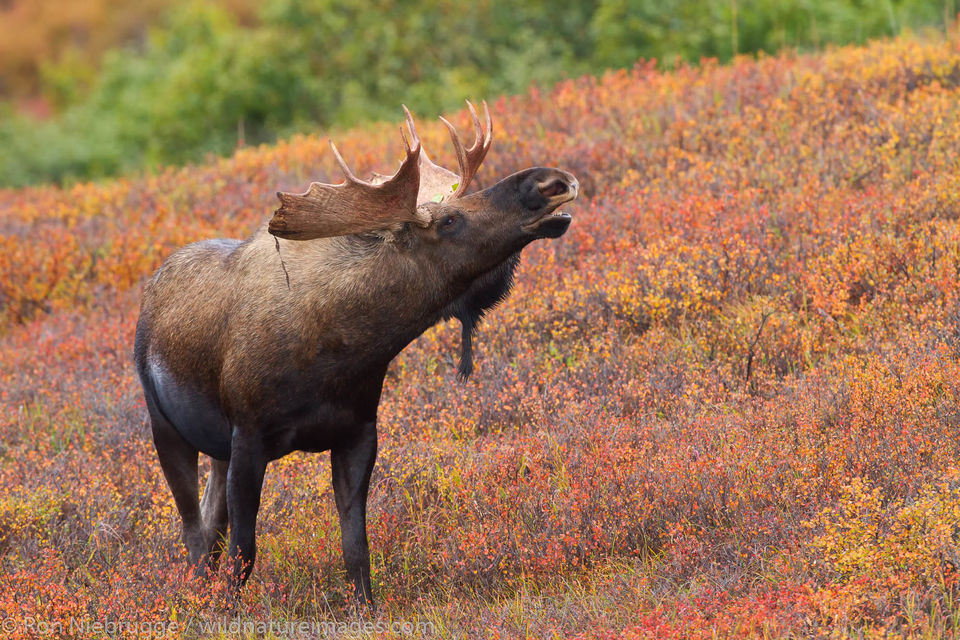 Bull Moose | Denali National Park, Alaska. | Ron Niebrugge Photography