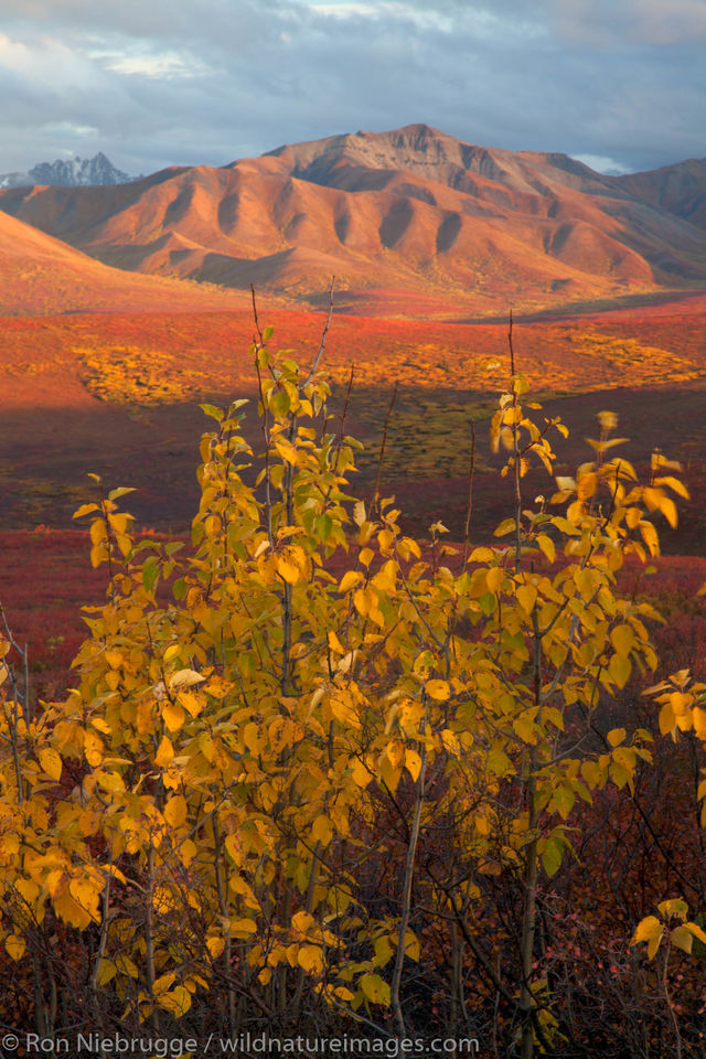 Autumn, Denali National Park | Ron Niebrugge Photography