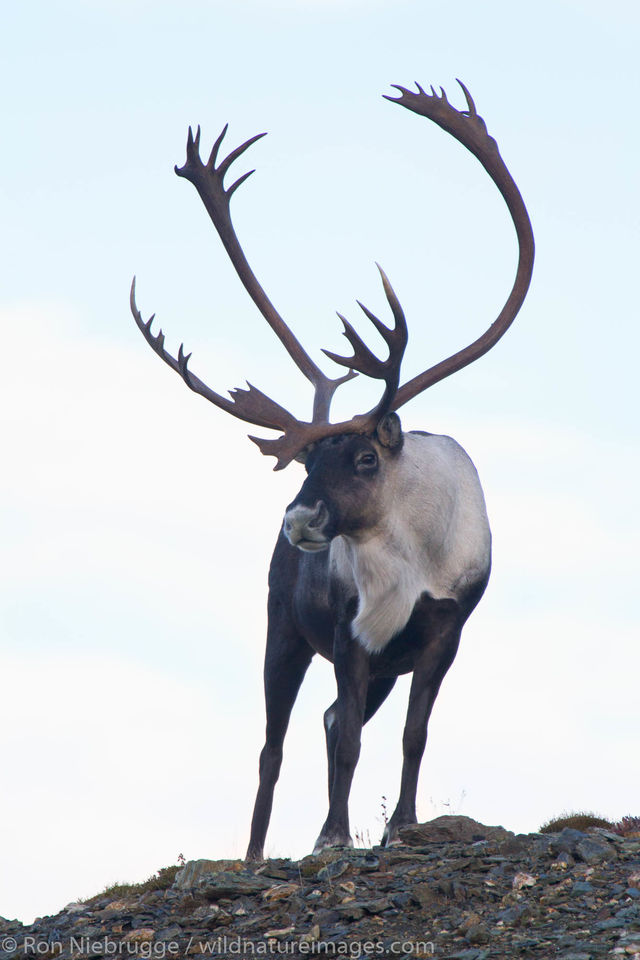 Caribou, Denali National Park | Ron Niebrugge Photography