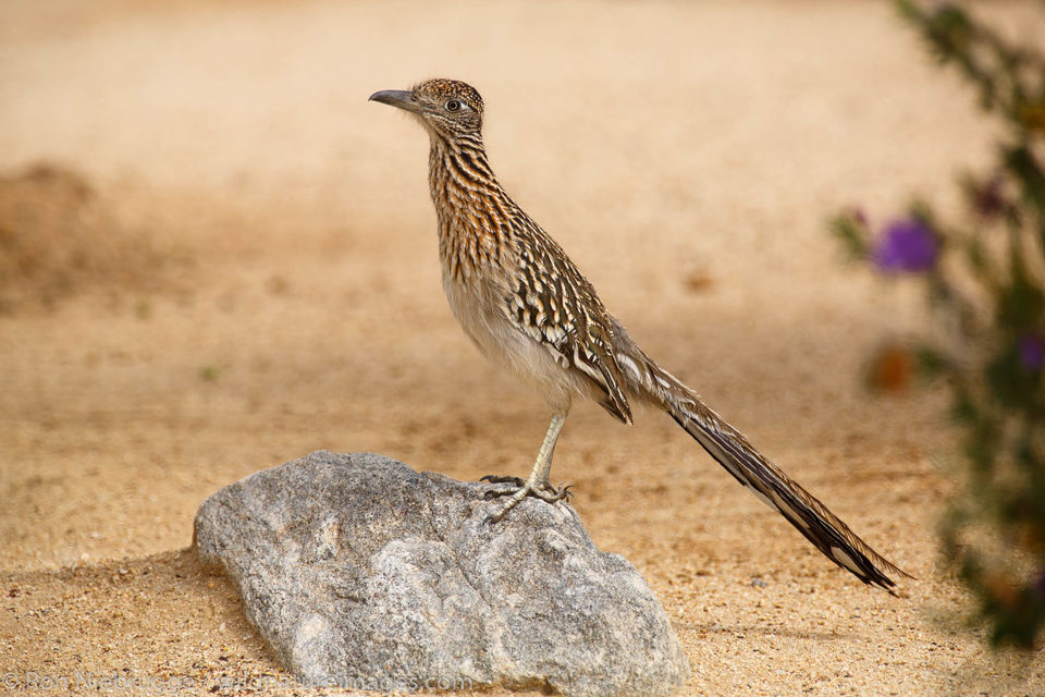 Greater Roadrunner | Anza Borrego Desert State Park, California. | Ron ...
