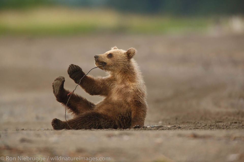 Bear Cubs Playing | Ron Niebrugge Photography