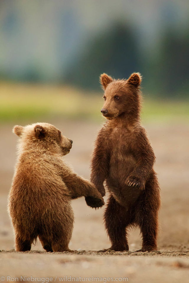 Bear Cubs Playing | Ron Niebrugge Photography