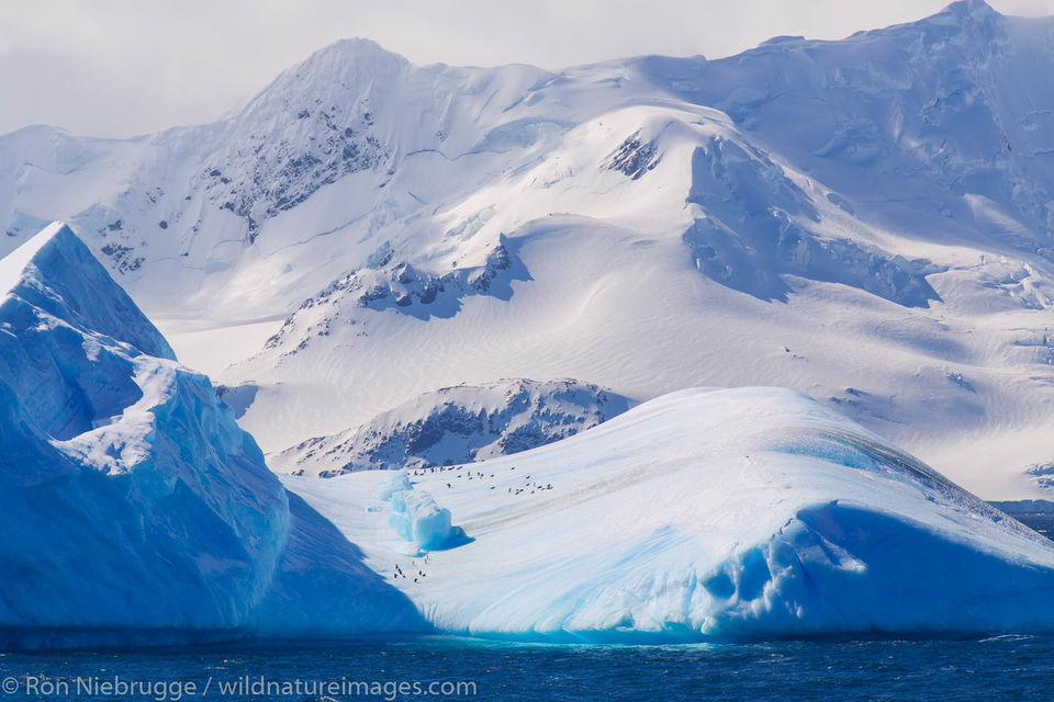 Elephant Island, Antarctica. | Ron Niebrugge Photography