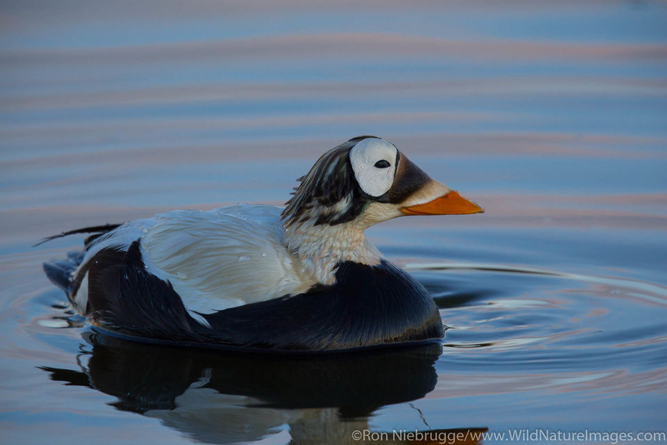 Spectacled Eider | Ron Niebrugge Photography