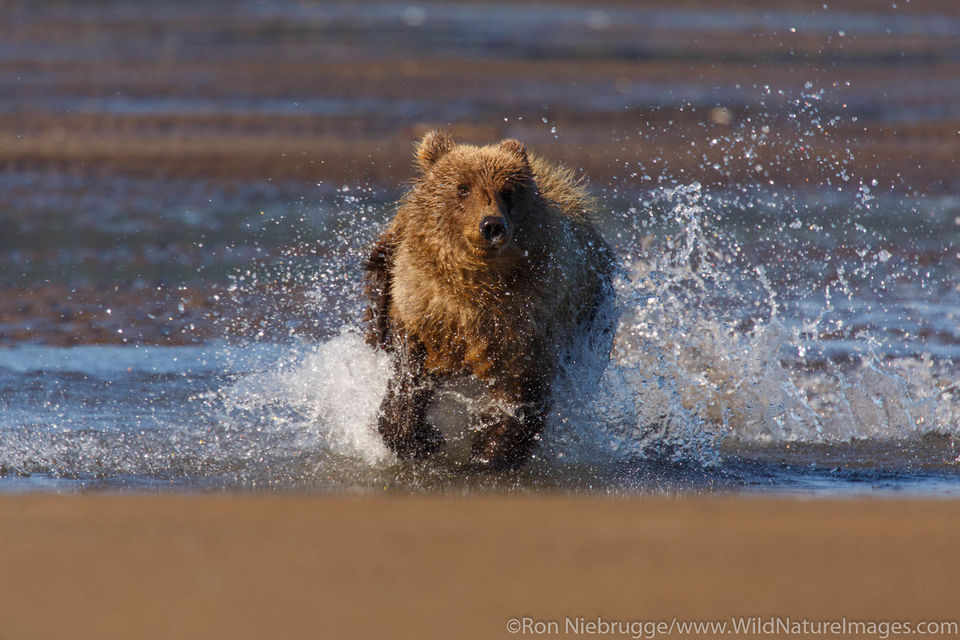 Brown Bear Charging | Ron Niebrugge Photography