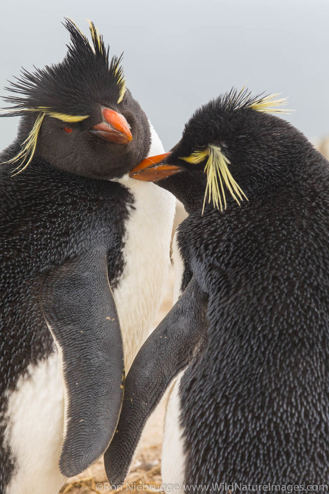 Rockhopper Penguin | Sea Lion Island, Falkland Islands. | Ron Niebrugge ...