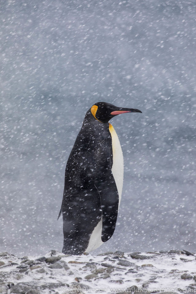 King Penguin | Antarctica | Ron Niebrugge Photography