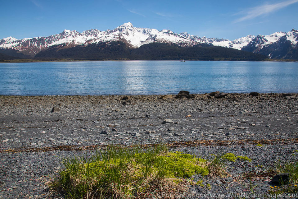 Resurrection Bay | Alaska | Ron Niebrugge Photography
