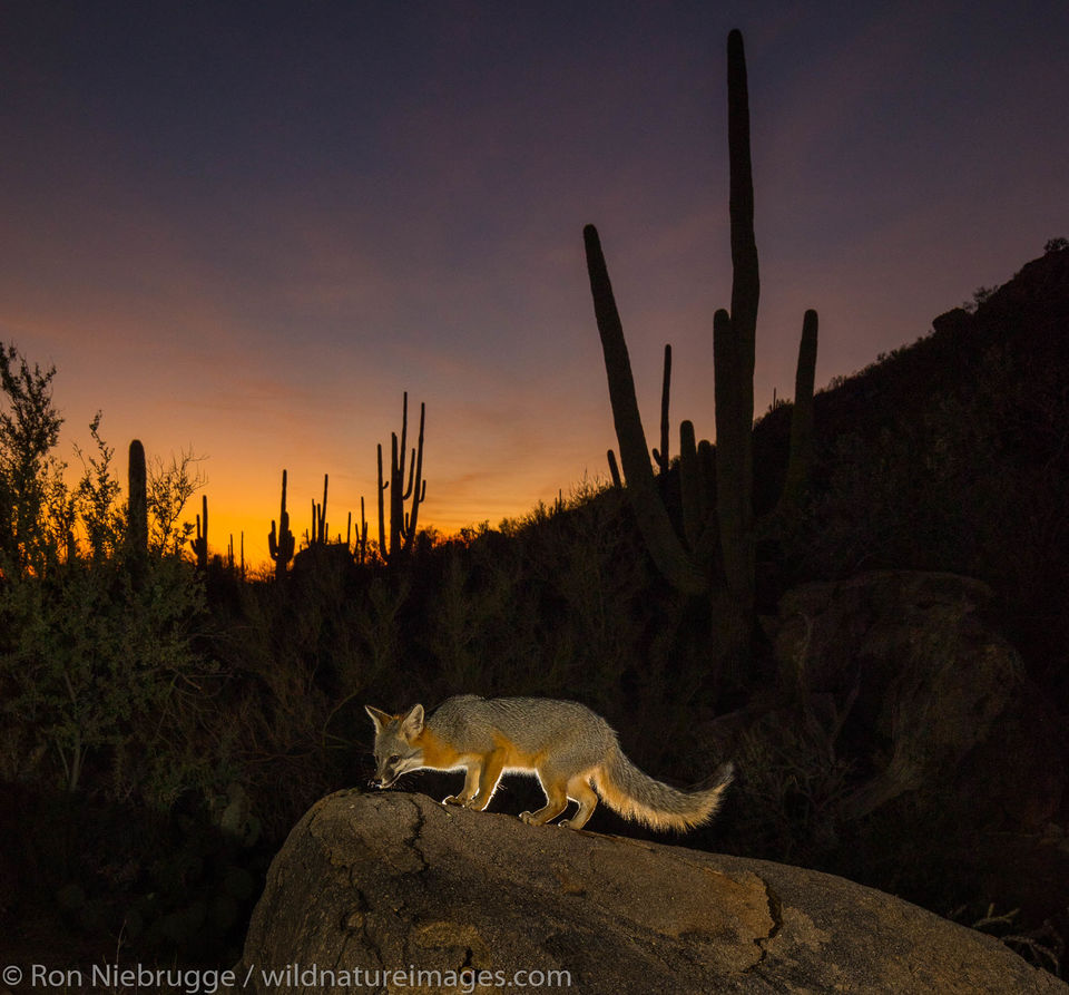 Gray Fox | Tucson, Arizona. | Ron Niebrugge Photography