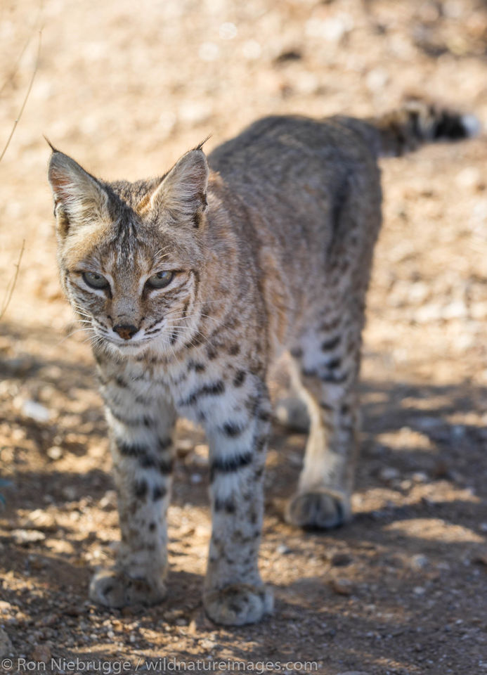 Bobcat | Tucson, Arizona. | Ron Niebrugge Photography
