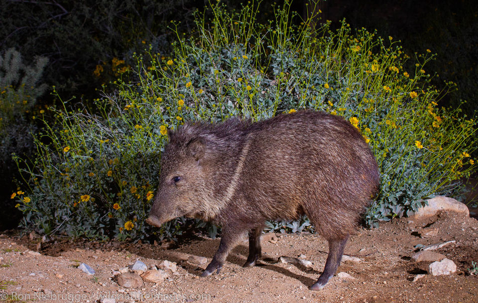 Javelina | Ron Niebrugge Photography