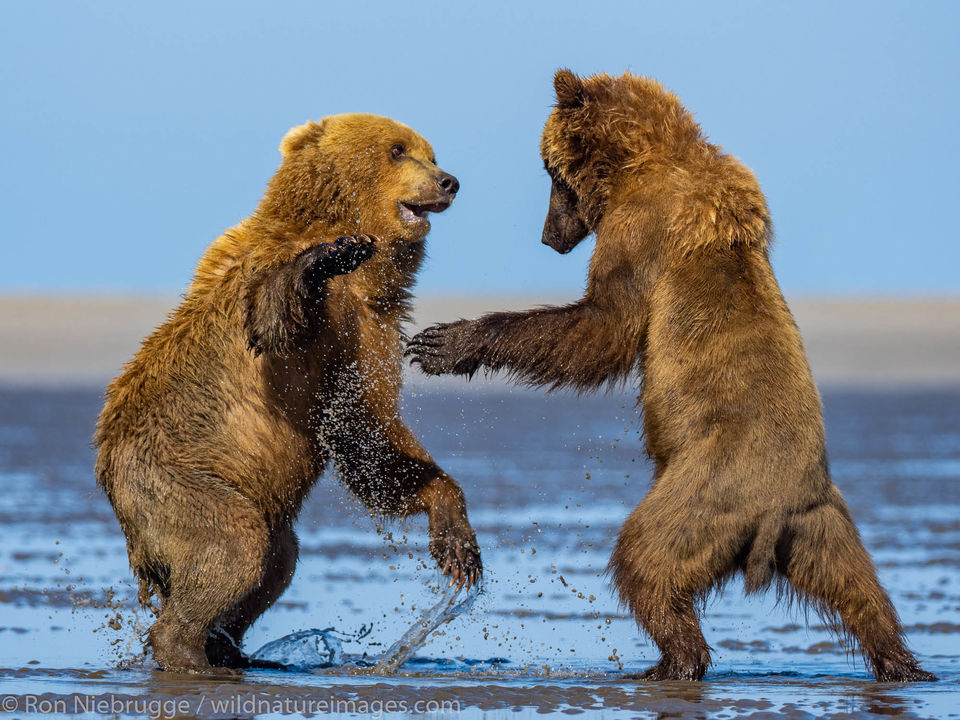 Brown Bear | Lake Clark National Park, Alaska | Ron Niebrugge Photography