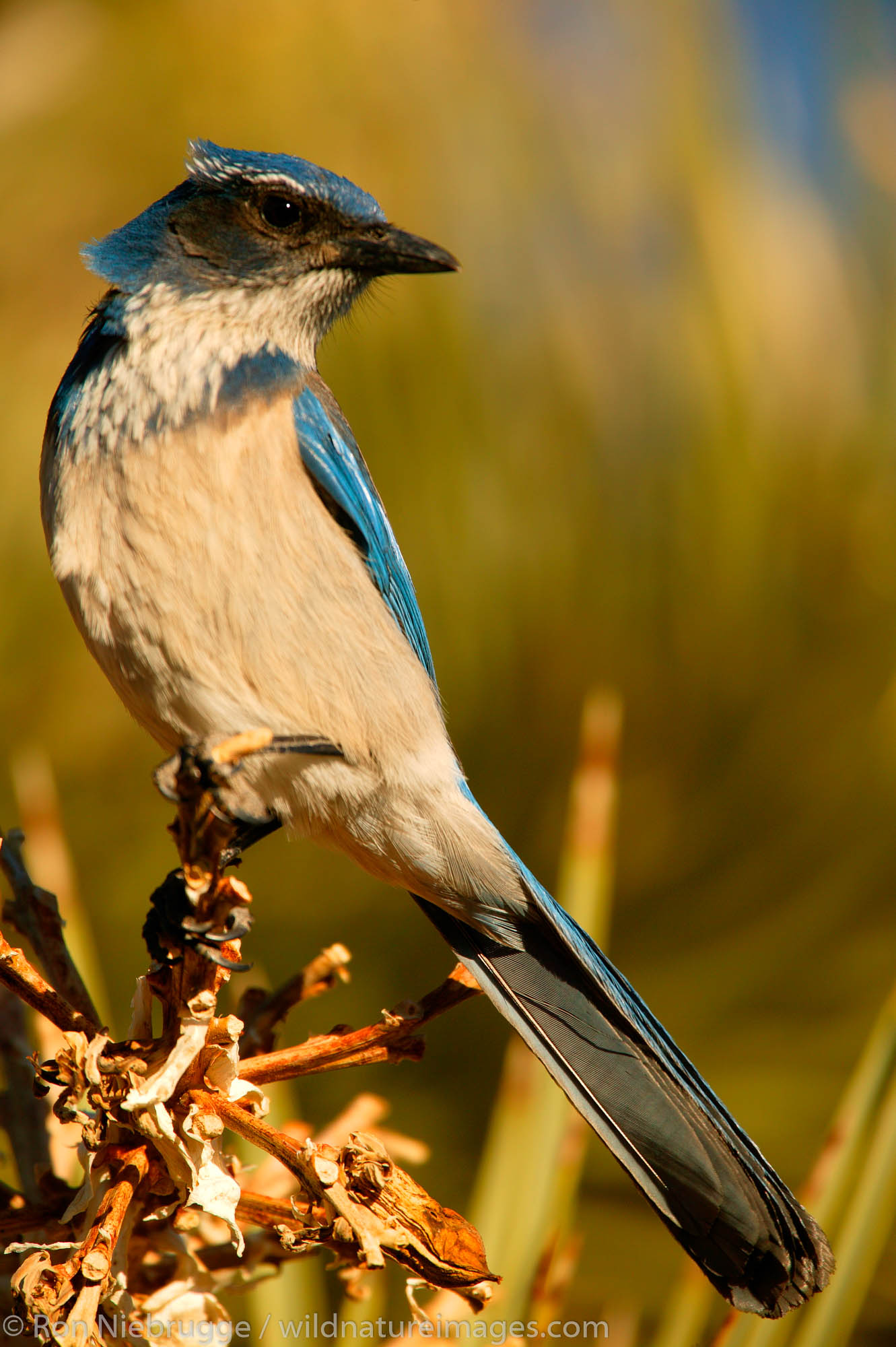 Western Scrub Jay | Photos by Ron Niebrugge