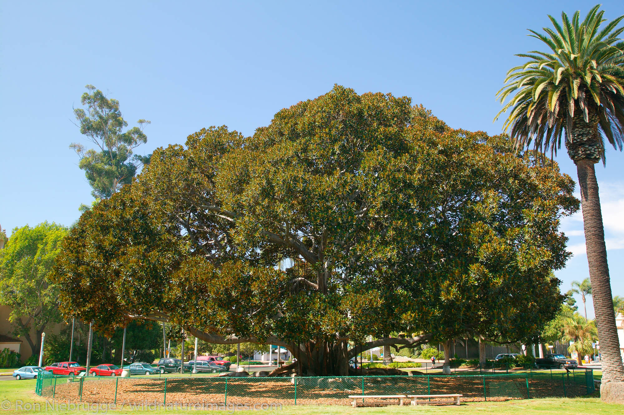Moreton Bay Fig tree | Photos by Ron Niebrugge