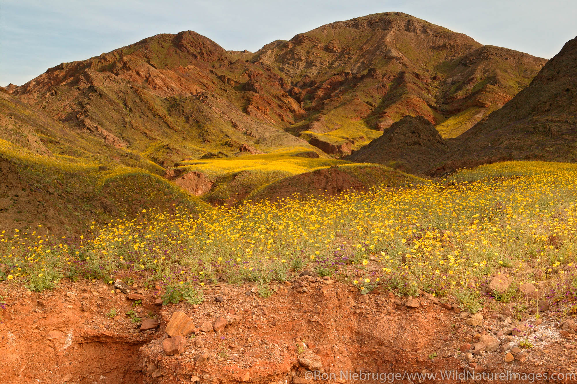 Wildflower Super Bloom | Death Valley National Park, California ...