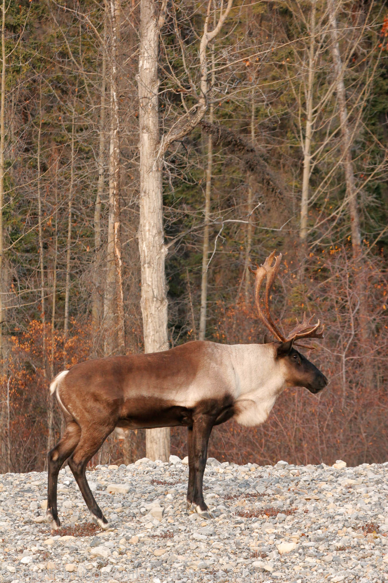 Caribou along the Alaska Highway | British Columbia, Canada. | Photos ...