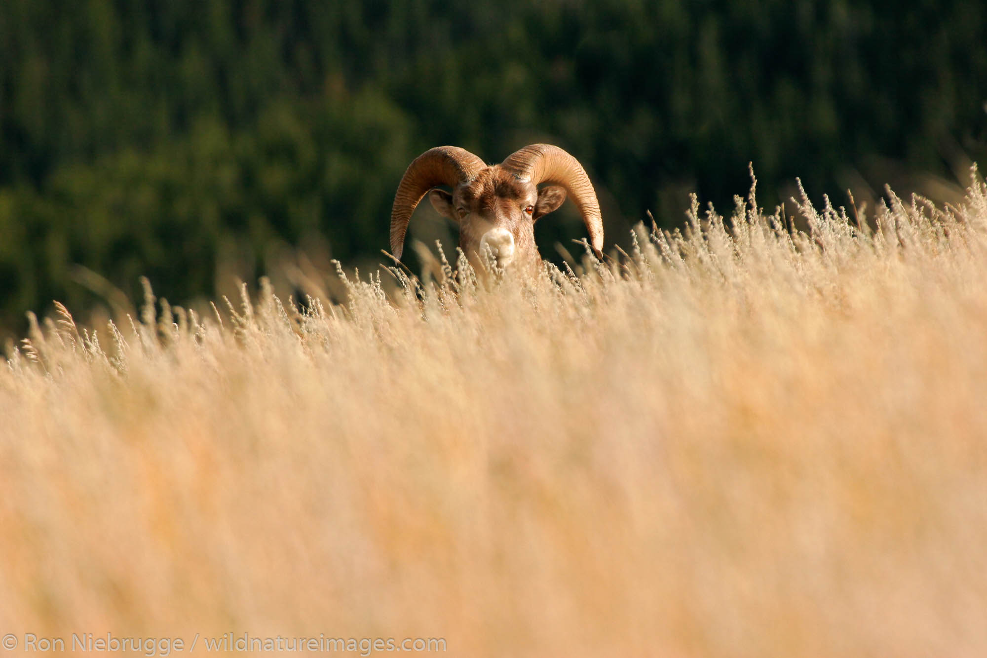 Bighorn Sheep, Jasper National Park | Photos by Ron Niebrugge