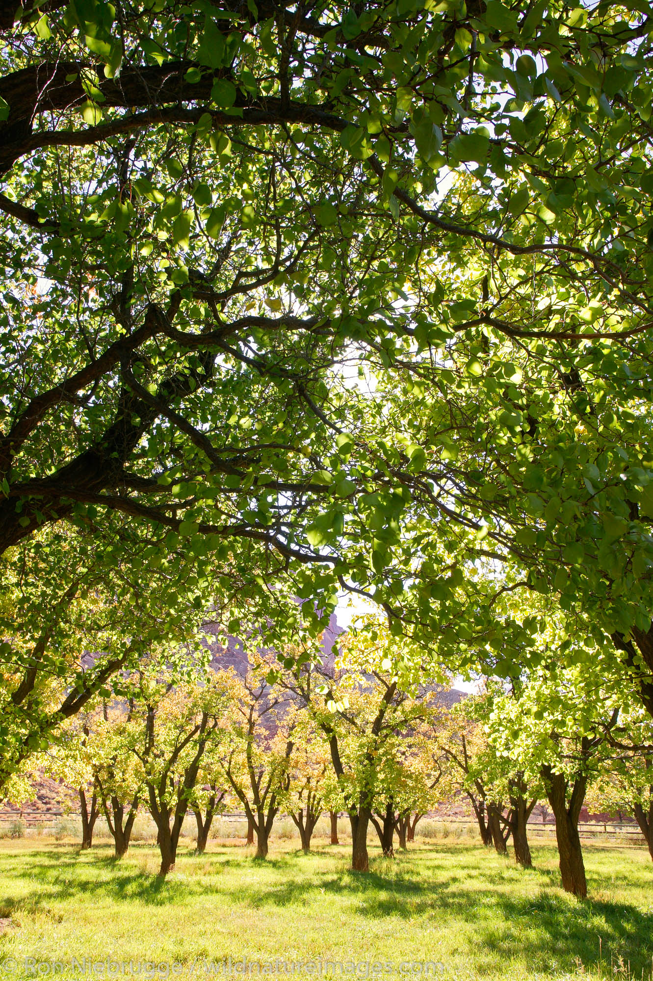Apple orchard, Fruita | Capitol Reef National Park, Utah. | Photos by ...
