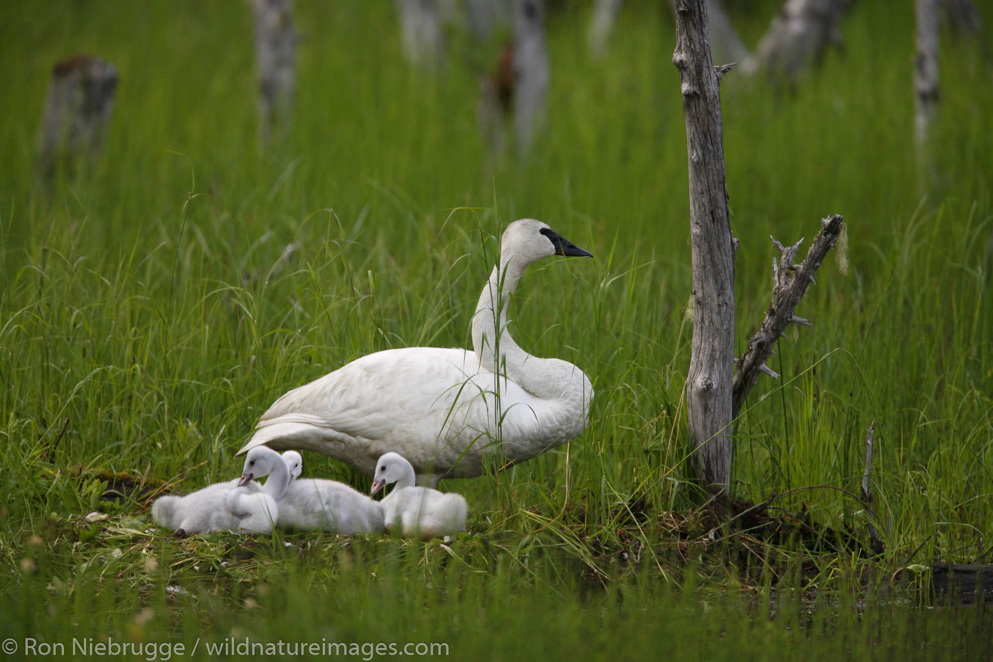 Trumpeter Swan | Photos by Ron Niebrugge