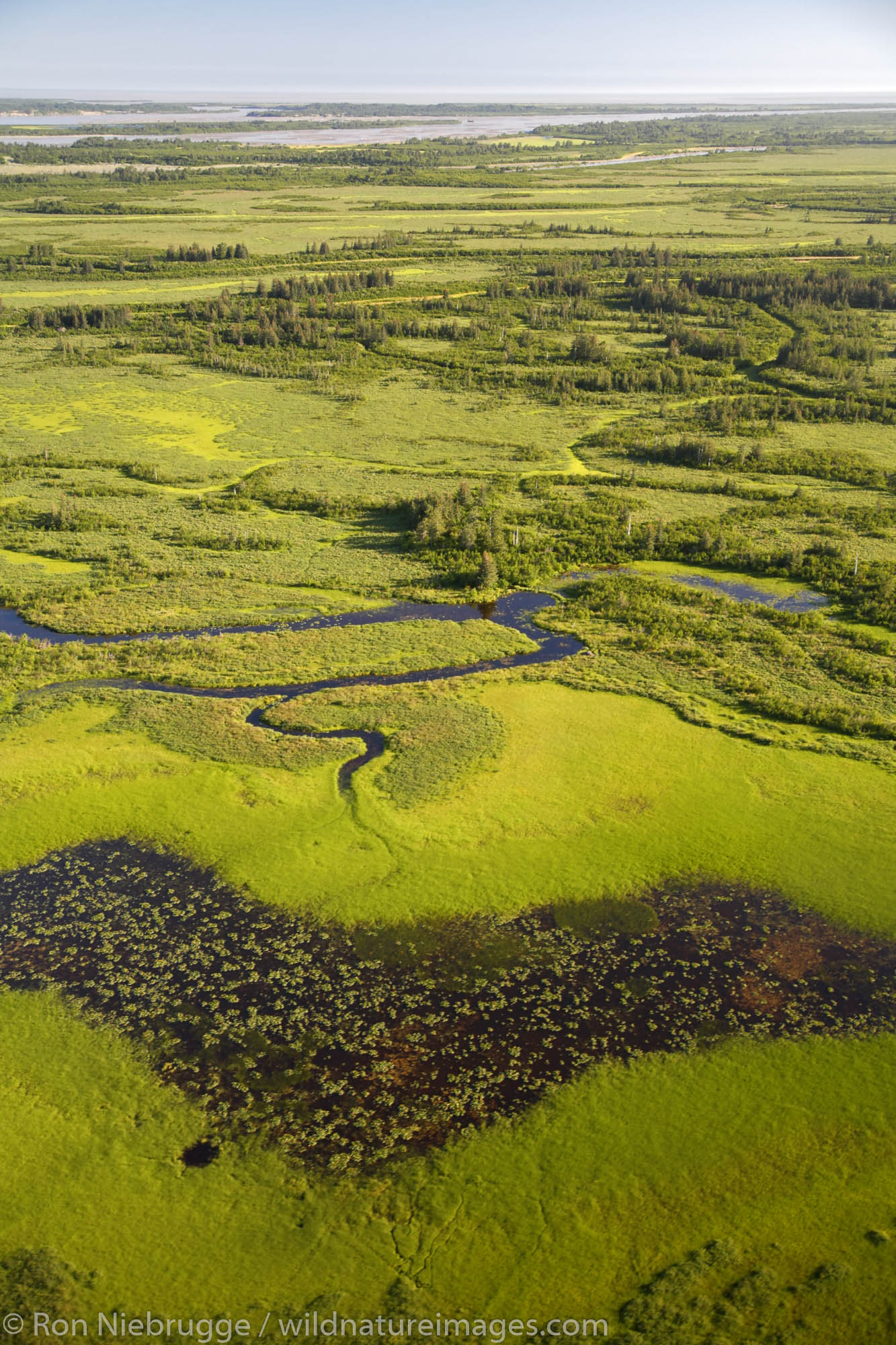 Copper River Delta | Photos by Ron Niebrugge