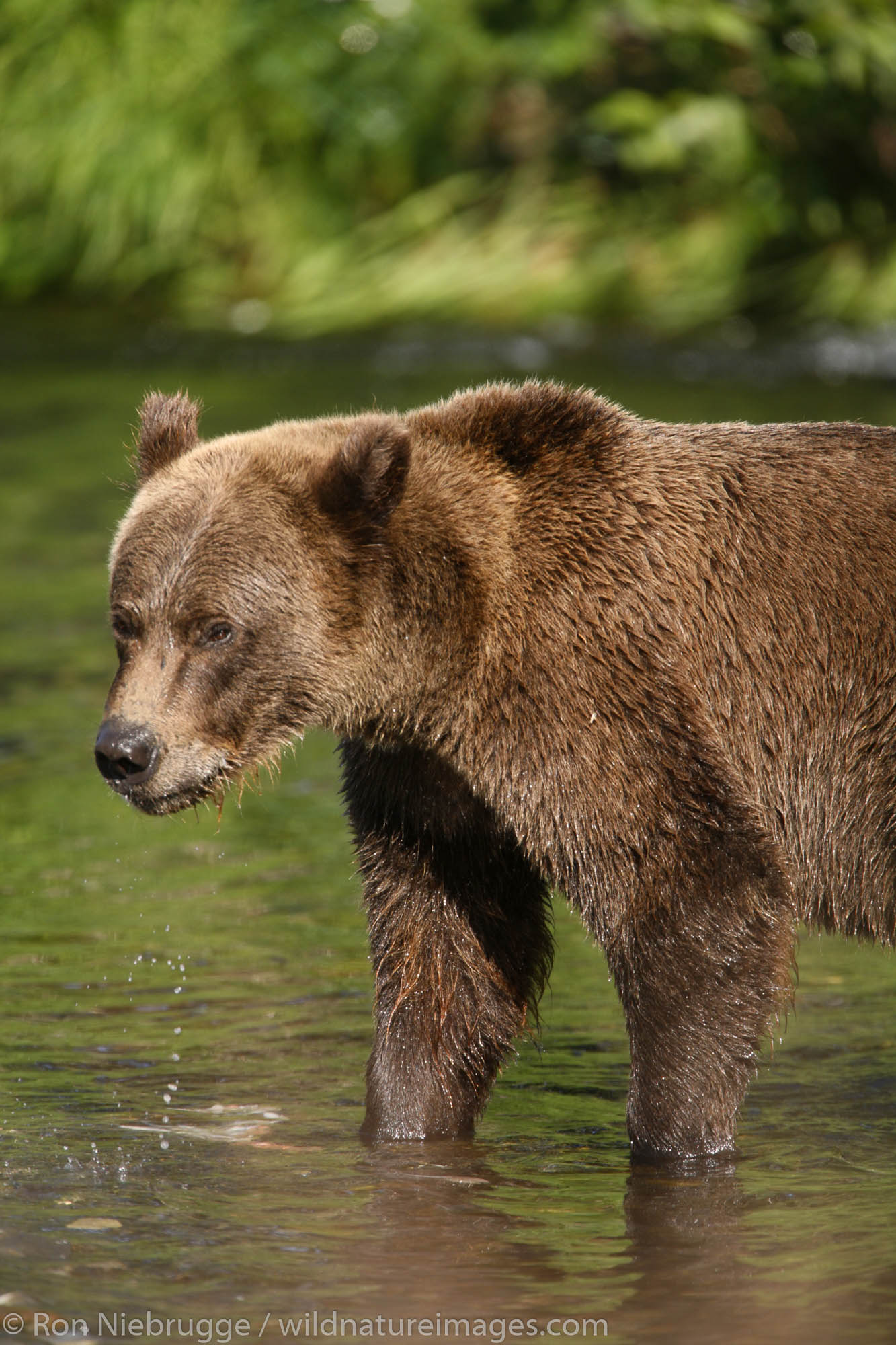 Brown Bears | Photos by Ron Niebrugge