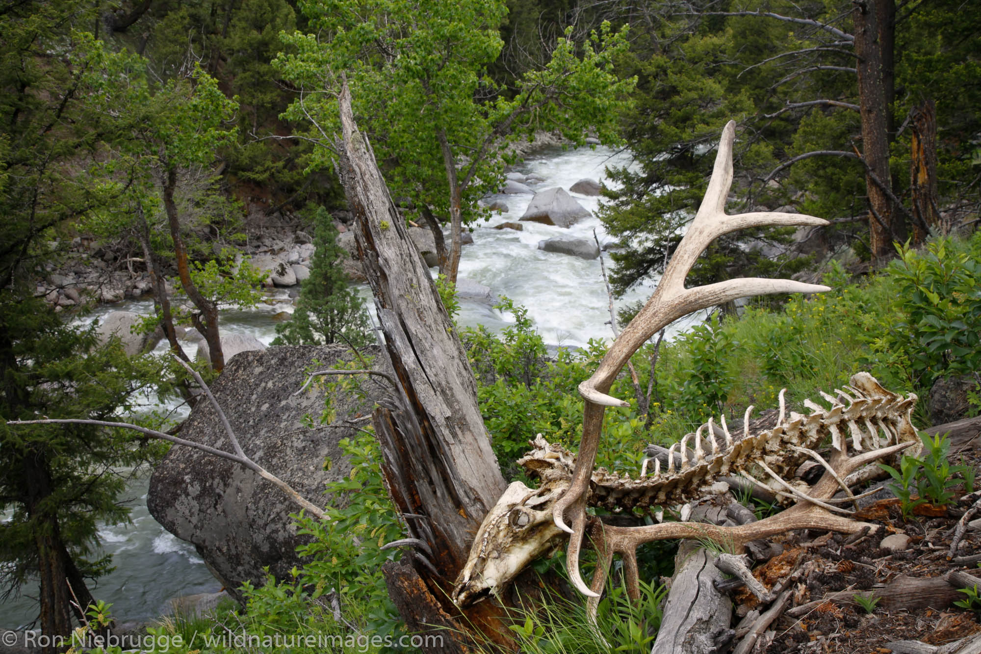 Large bull elk skelton | Photos by Ron Niebrugge
