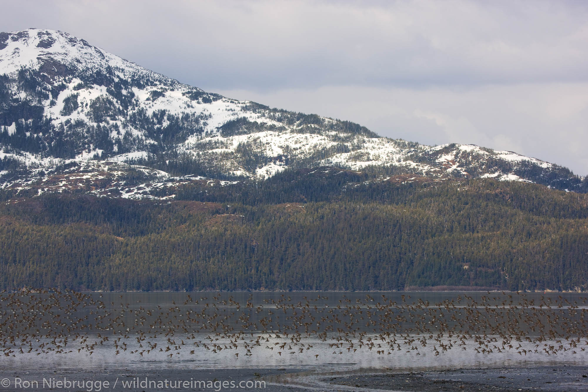 Shorebird Migration | Photos by Ron Niebrugge
