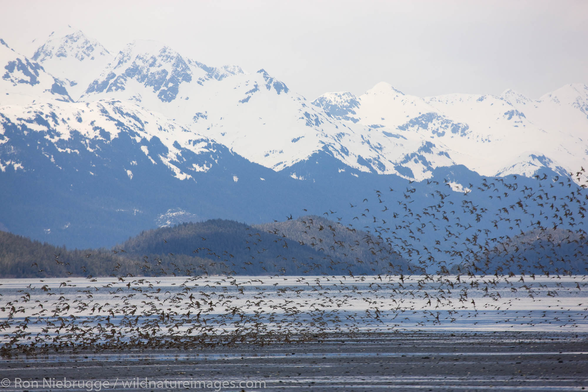 Shorebird Migration | Photos by Ron Niebrugge