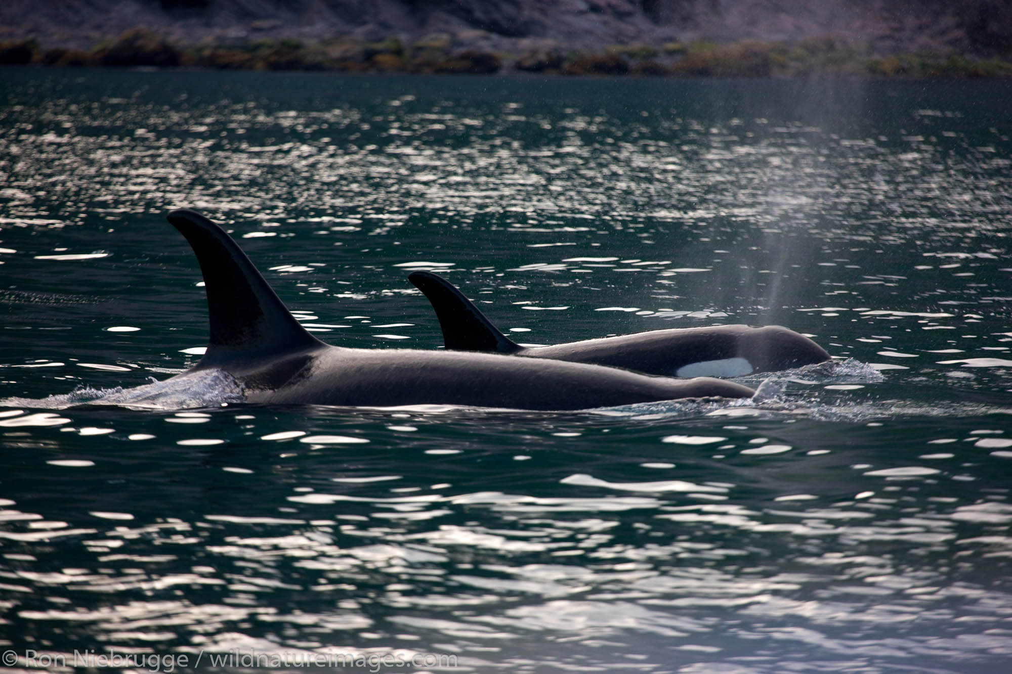 Orca Whale | Photos by Ron Niebrugge