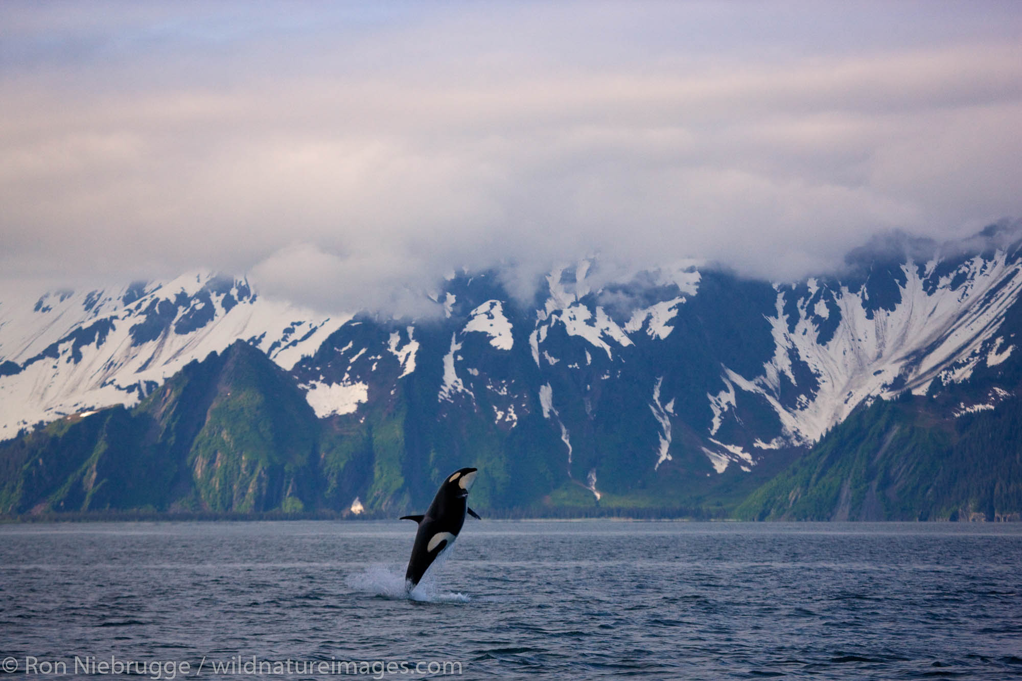 Orca Whale | Photos by Ron Niebrugge