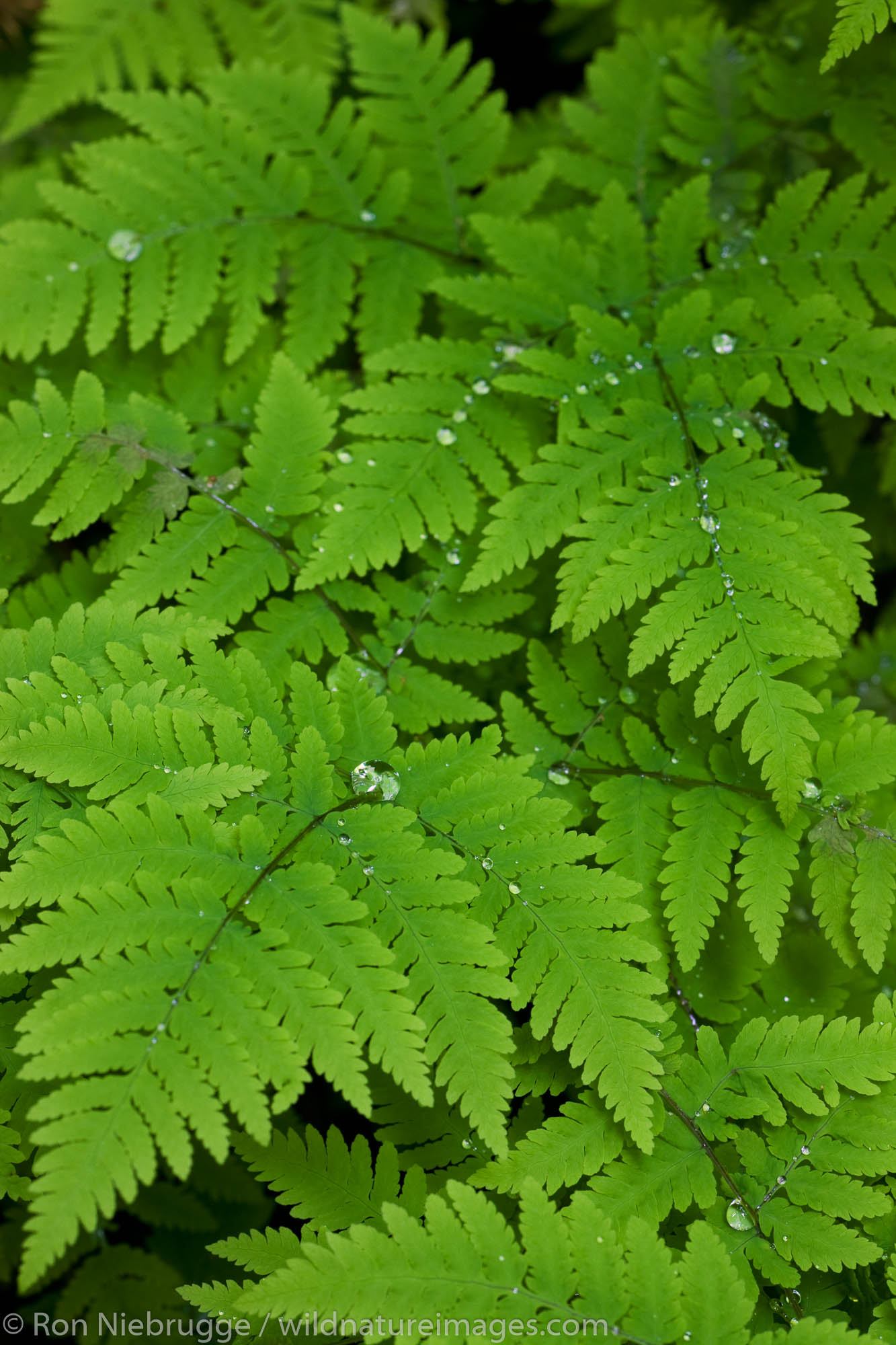 Ferns | Photos by Ron Niebrugge