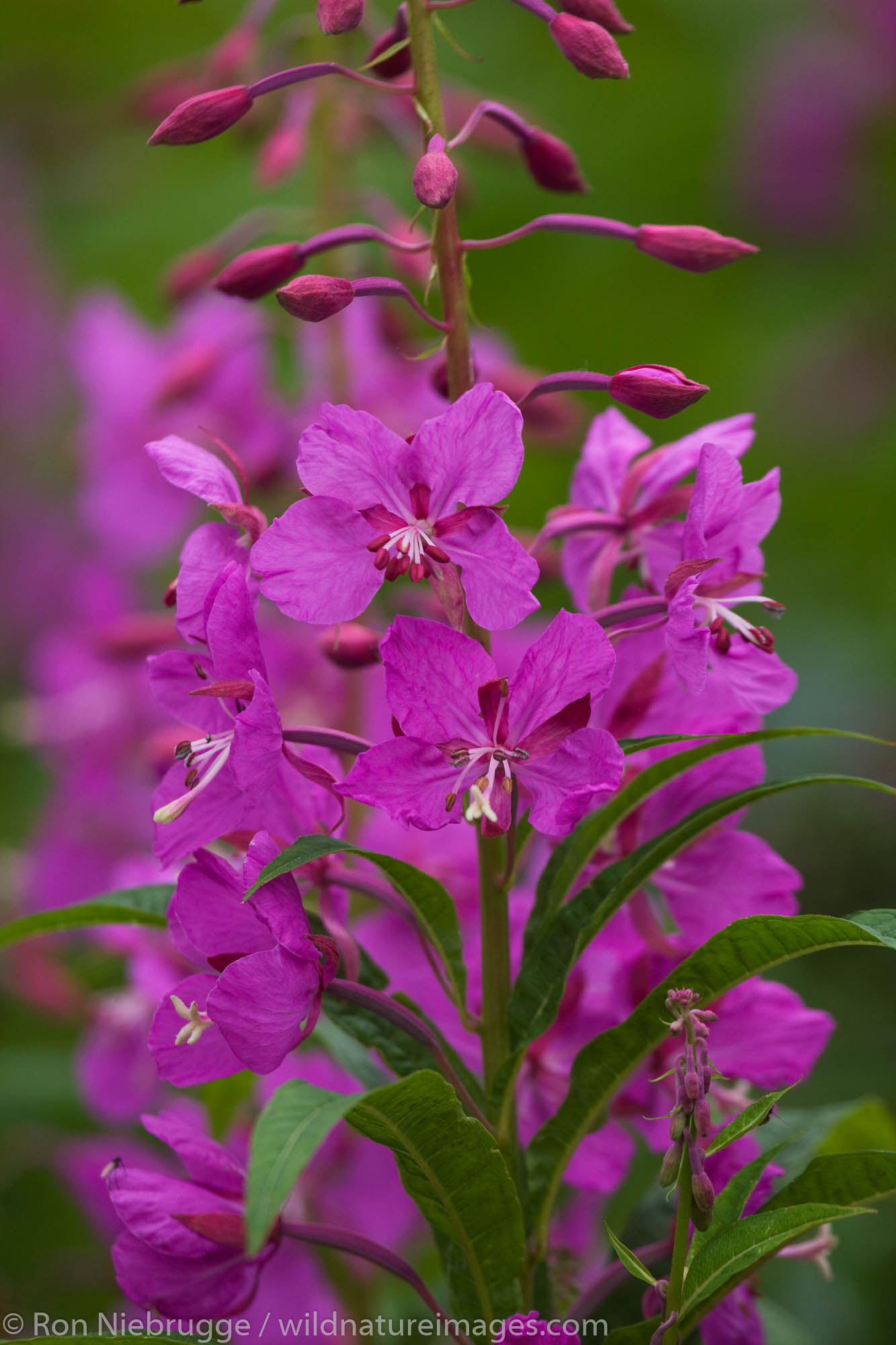 Fireweed | Photos by Ron Niebrugge