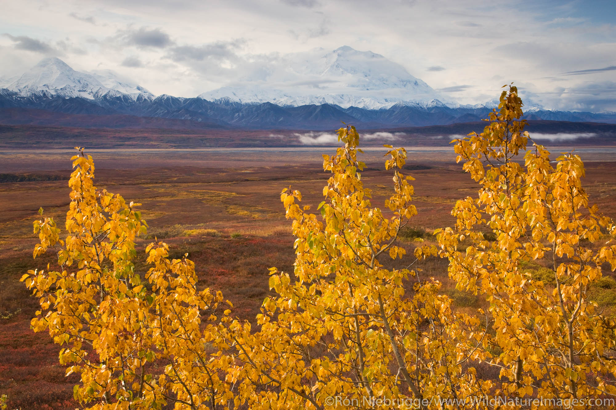 Denali National Park | Photos by Ron Niebrugge