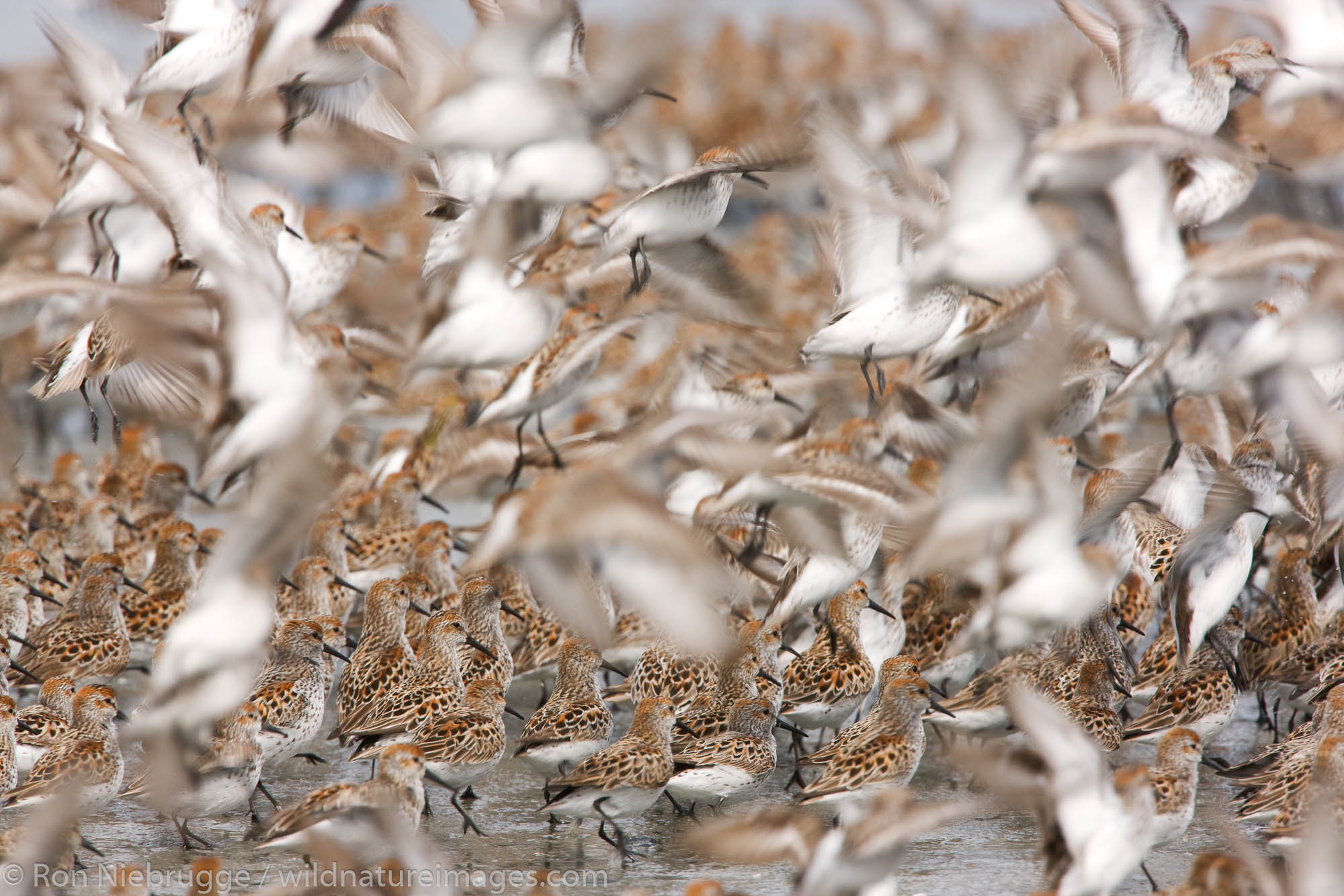 Shorebird migration | Photos by Ron Niebrugge