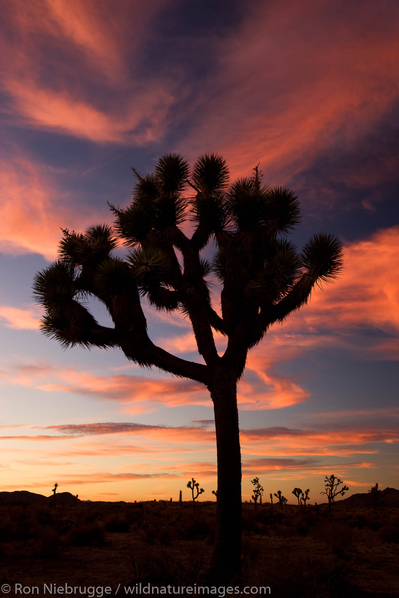 Joshua Tree National Park | Photos by Ron Niebrugge