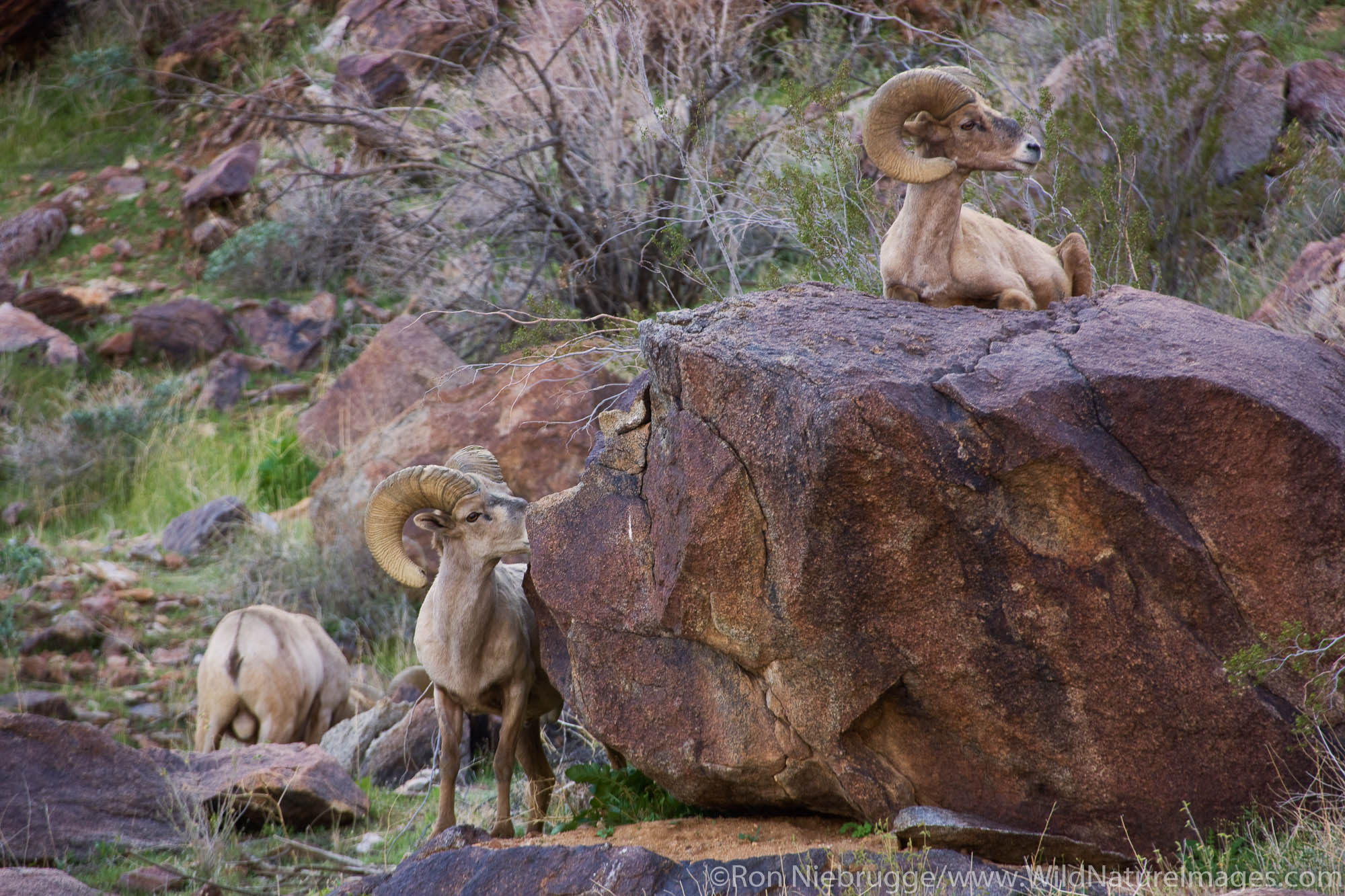 Big Horn Sheep | Anza Borrego Desert State Park, California. | Photos ...