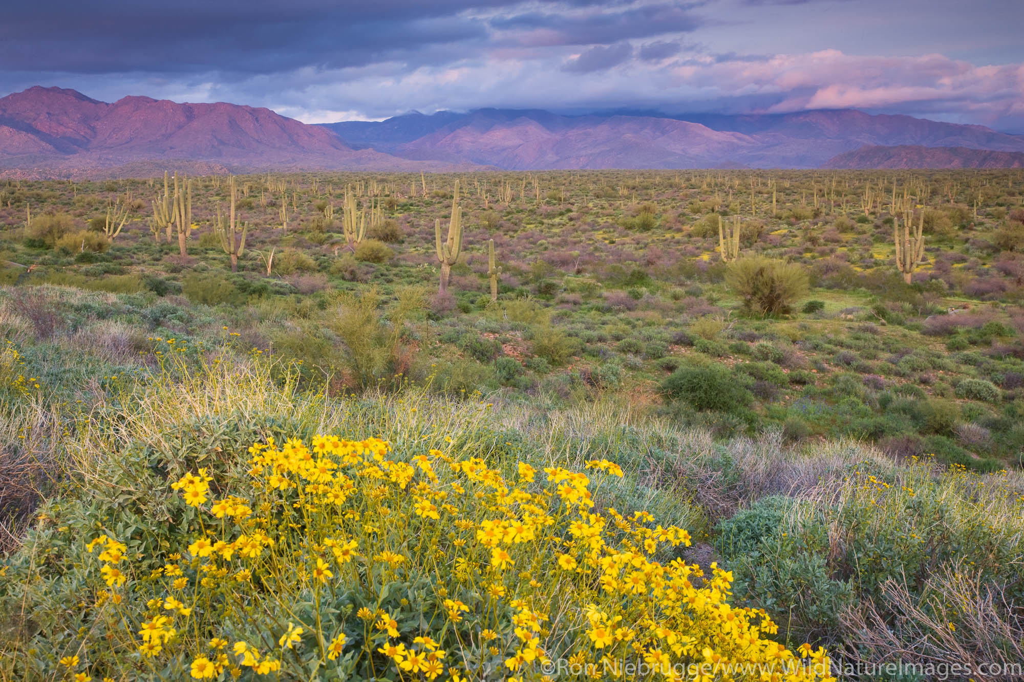 Tonto National Forest | Photos by Ron Niebrugge