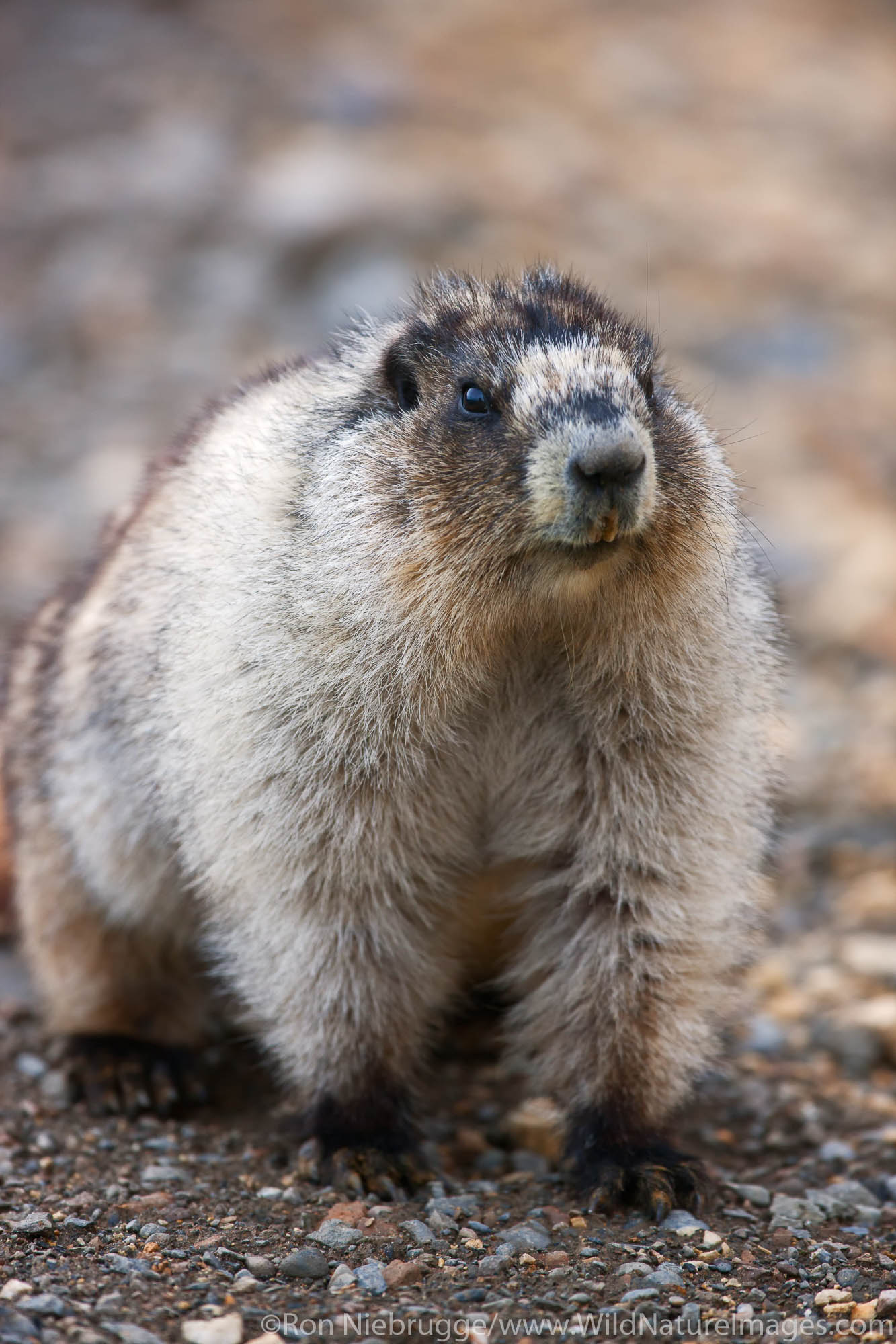 Marmot | Photos by Ron Niebrugge