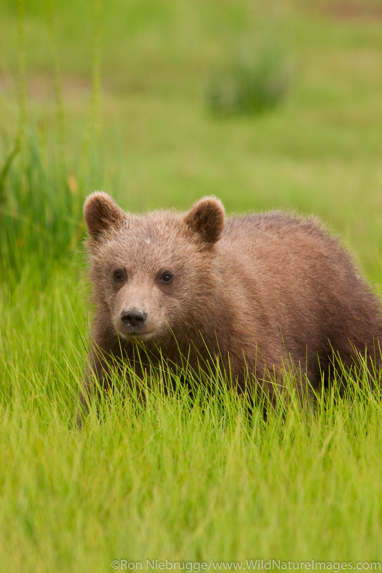 Brown Bear Cub | Photos by Ron Niebrugge