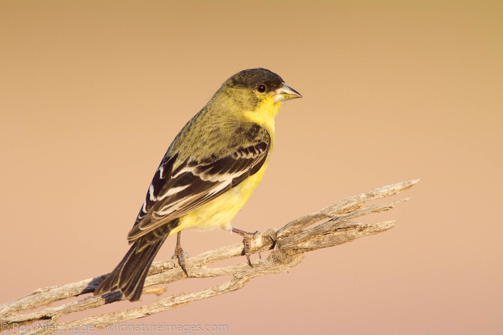 Lesser Goldfinch | Photos by Ron Niebrugge