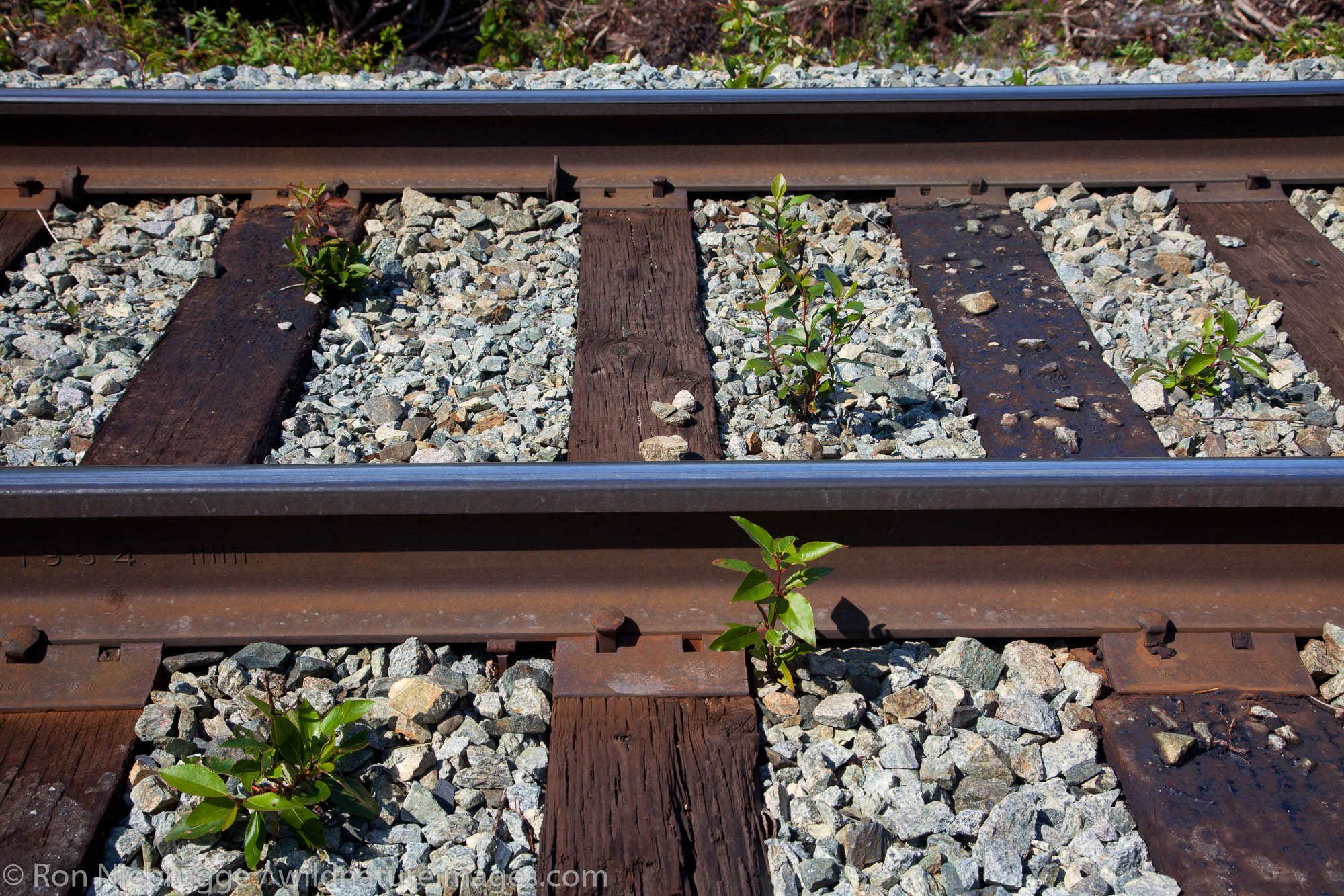 Railroad Tracks | Photos by Ron Niebrugge